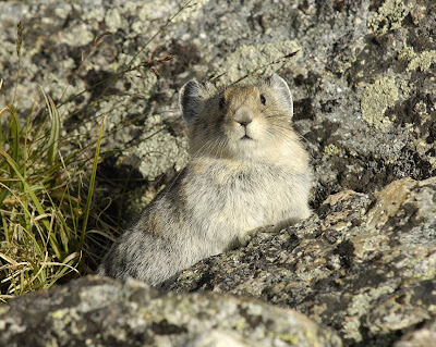 Wonderful World of Rodents: Species of the day- Pika