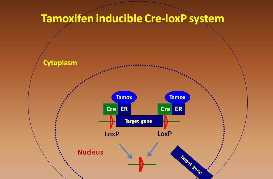 ImmunoTrends: Conditional inactivation of a gene using a Cre/loxP ...