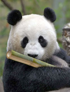 Verde ao Extremo: Fauna e Flora na Coréia do Norte