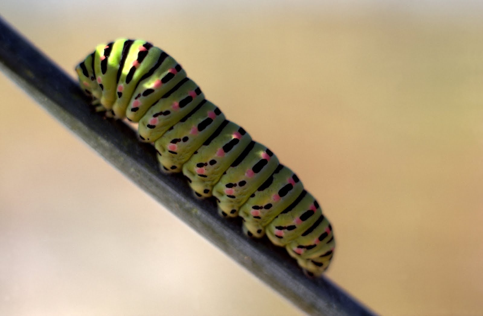 Biodivers©idade: A conservação da diversidade biológica I