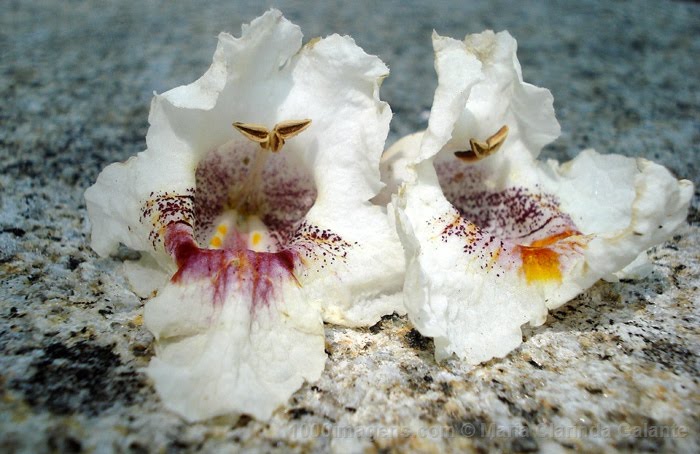 A Janela: A flor mais feia