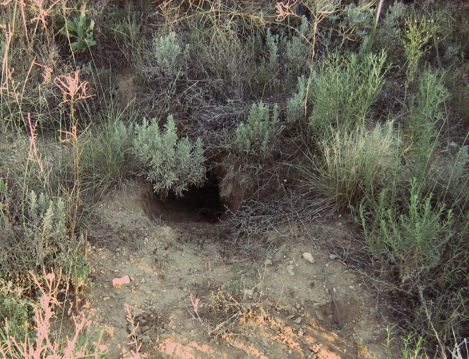 Vista B&W Photography of Taos: Coyote Den!