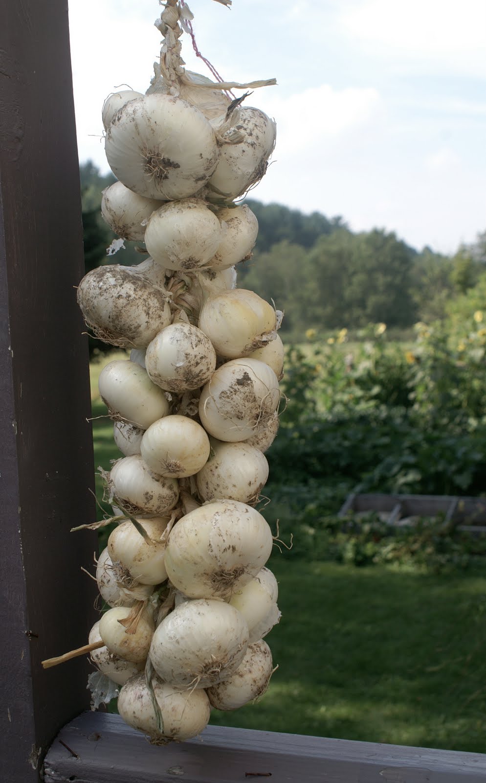 greens and jeans: Stringing Onions