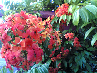 Impiana Iman: Bunga Oren Lagi