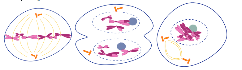 Genetics Reflection: Mitosis