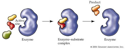 Mrs. Stein's 3rd Period STS Biology: Enzymes