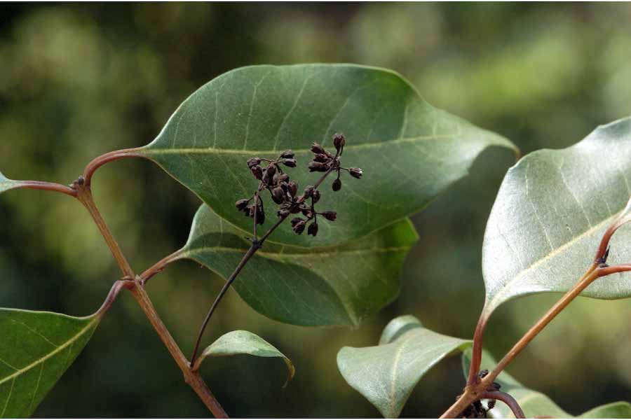 Insects of Kerala: Moth