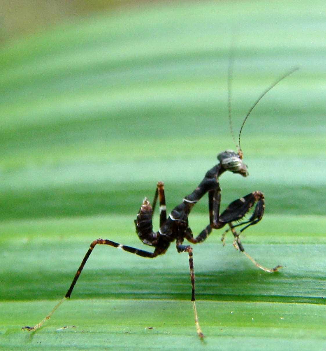 Insects of Kerala: PRAYING MANTIS