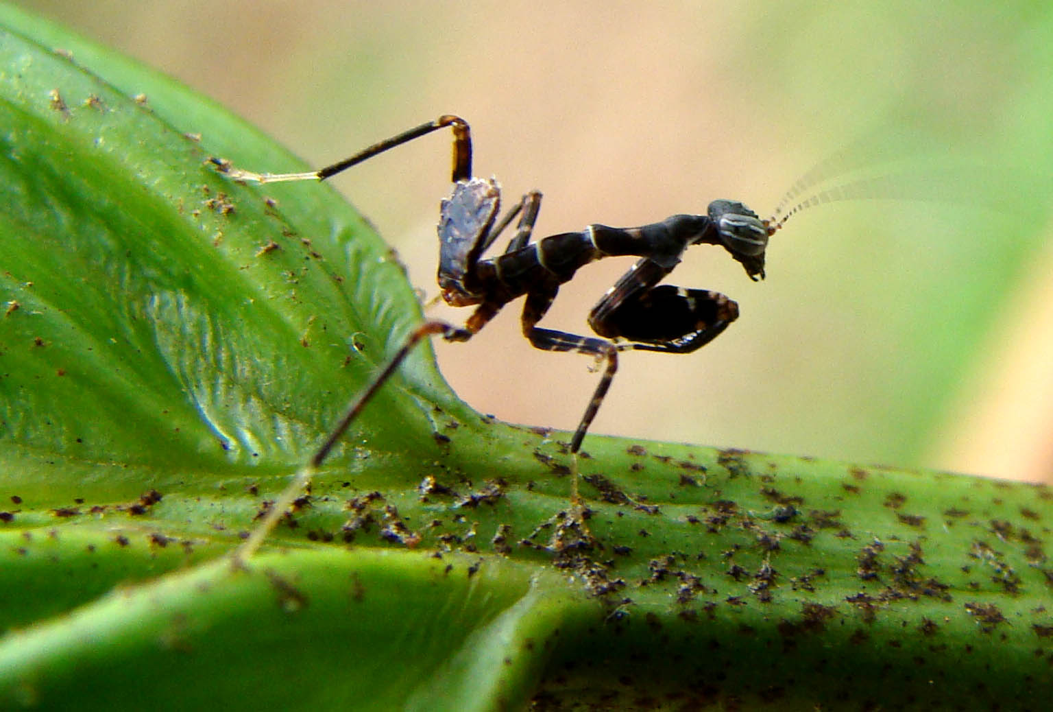 Insects of Kerala: PRAYING MANTIS