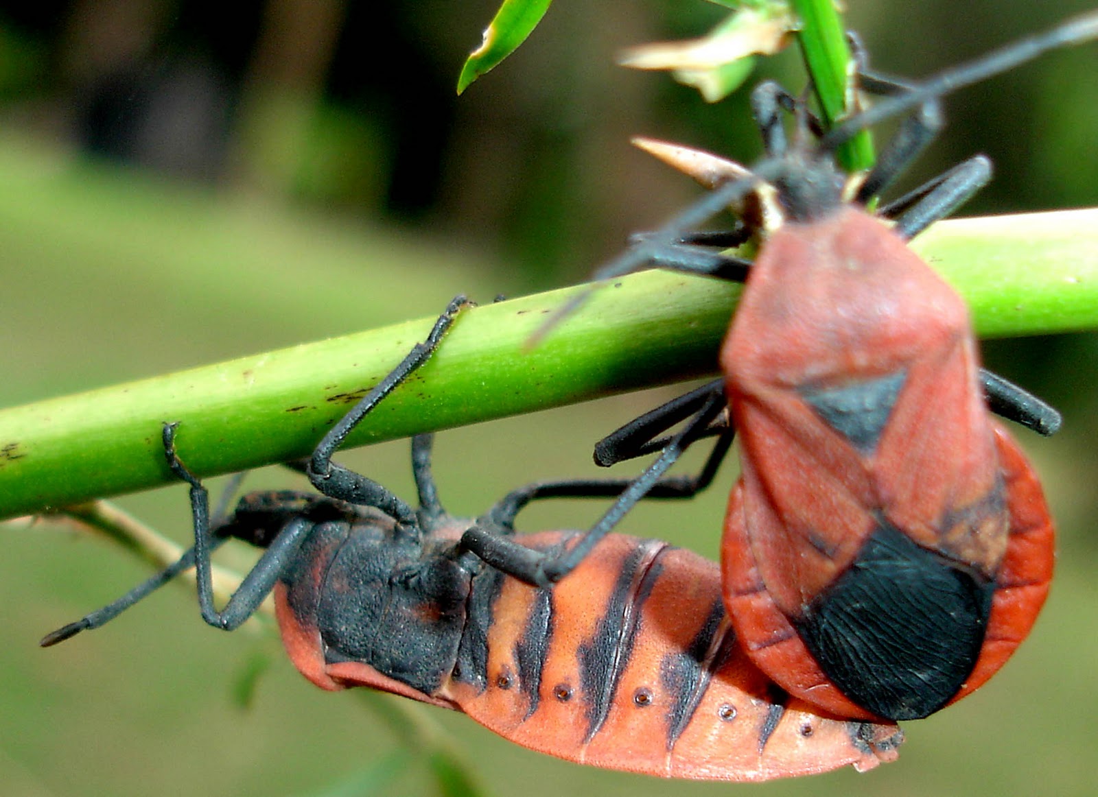 Insects of Kerala: ASSASSIN BUG