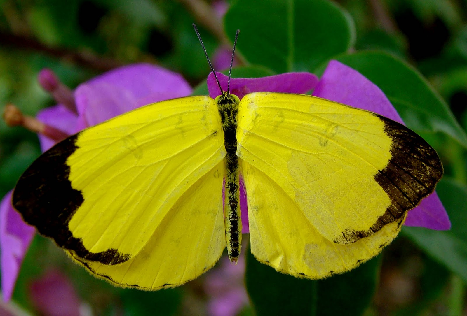 Insects of Kerala: LITTLE YELLOW BUTTERFLY (Eurema hecabe brenda)