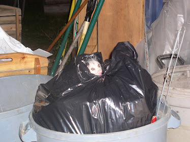 HumAnarchist: Anti-primitivist memes that never die