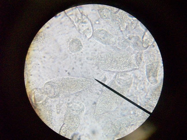 Interesting Science Fun!: Virtual-Termite Feeding & Symbiotic Protozoa