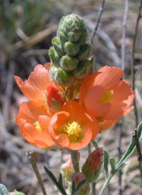 Nature Abhors a Garden: Scarlet Globemallow