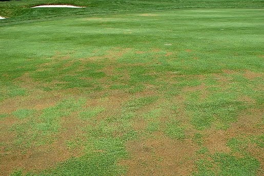 The World of Turf: Heat and humidity to continue