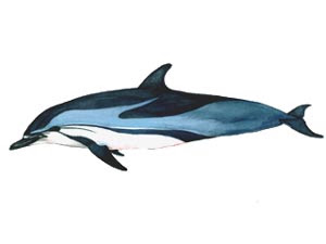 Cetáceos de las Islas Canarias: Delfines listados (Stenella coeruleoalba)