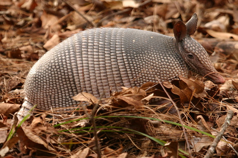 CACHICAMO O ARMADILLO ASADO