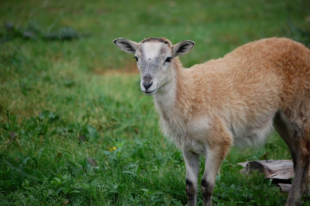 My Life as a Ranch Girl: Sheep for sale