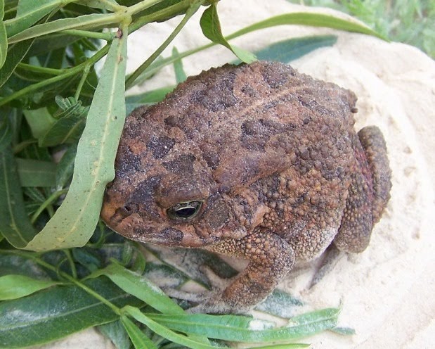 South African Photographs: Frogs - Isn't he a cutie? Guttural Toad ...