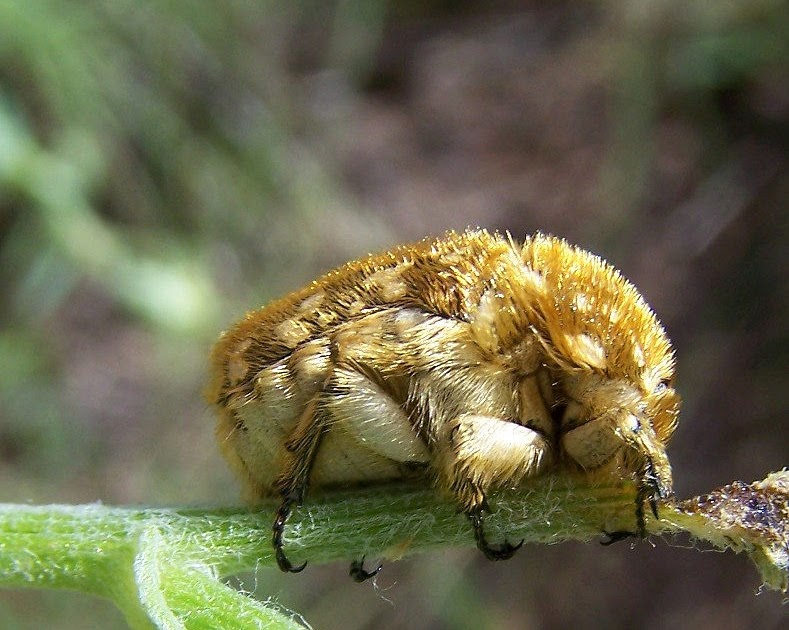 South African Photographs: A fuzzy beetle