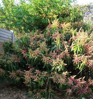 South African Photographs: How do mangoes grow