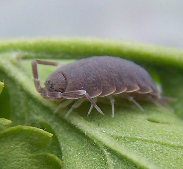 South African Photographs: Woodlice - Porcellionidae