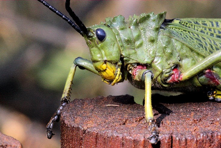 South African Photographs: Green Milkweed Locust (Phymateus viridipes ...