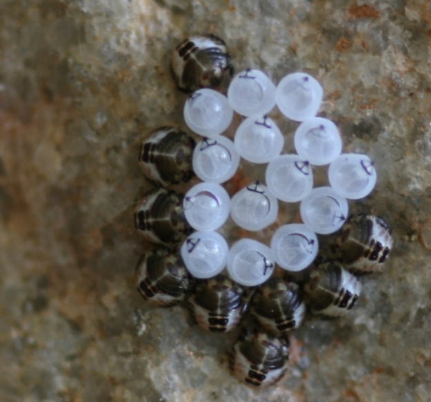 South African Photographs: Stinkbug eggs hatching - Family Pentatomidae