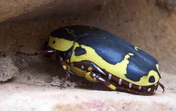 South African Photographs: Garden Fruit Chafer Beetle (Pachnoda sinuata ...