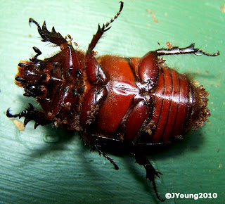 South African Photographs: Rhino beetle and mites