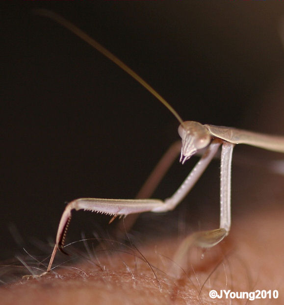South African Photographs: Stick Mantis