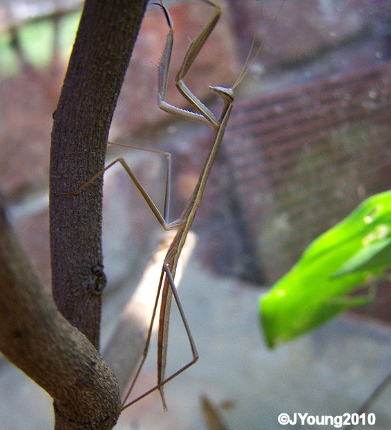 South African Photographs: Stick Mantis