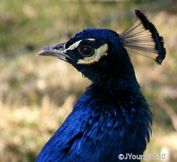 South African Photographs: Peacock