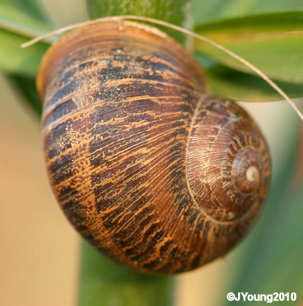 South African Photographs: Snails - Part 1