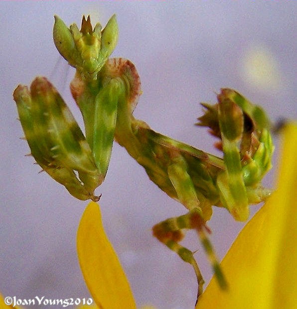 South African Photographs: Flower Mantis (Harpagomantis tricolor)