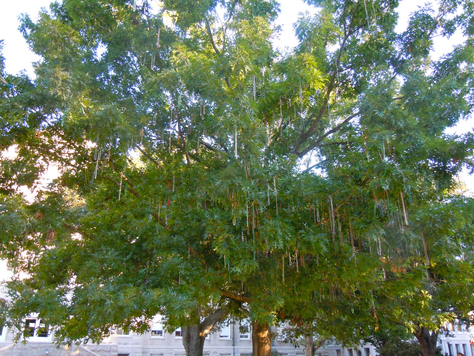 danielle abroad: the big easy (new orleans, la)