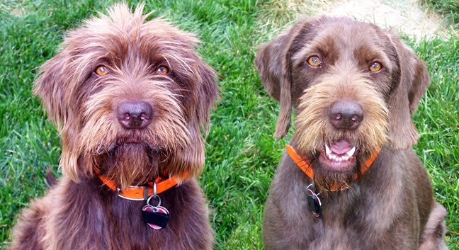 How Often Do You Need To Professionally Groom A Pudelpointer