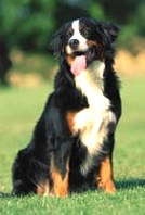 Fala Animal: Lista de Raças - Bernese Mountain Dog