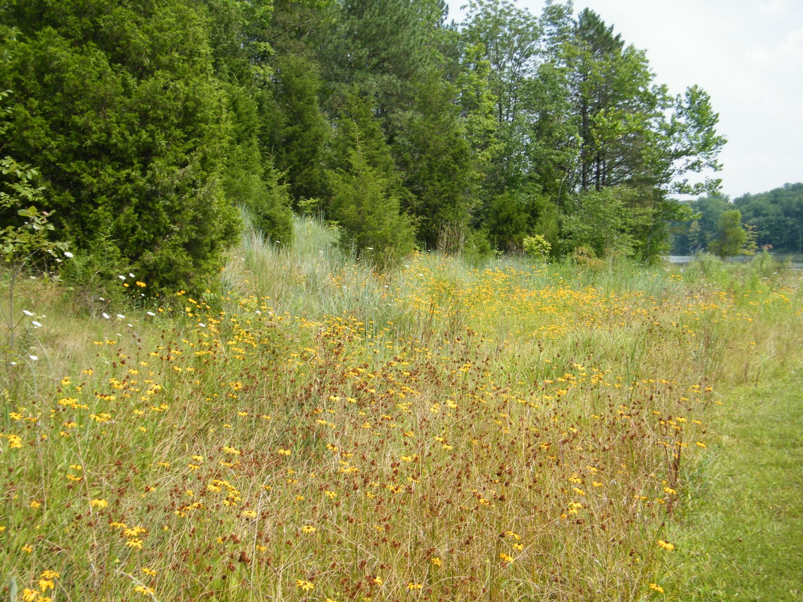 Summer as a Bio Technician: Wildflowers of the Midwest, Part Two!!