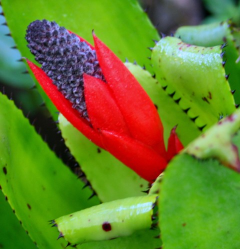 Bromeliad Exotics: Water wise, Exotic Bromeliads.