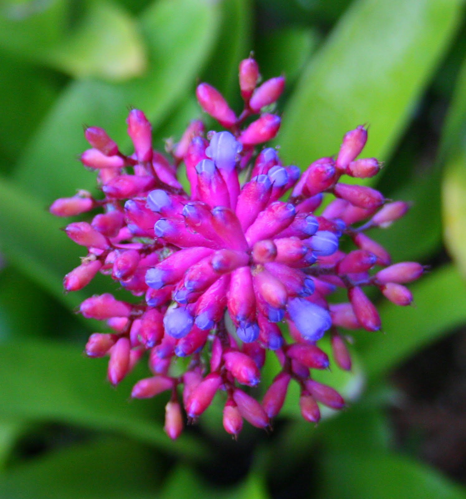 Bromeliad Exotics: Water wise, Exotic Bromeliads.