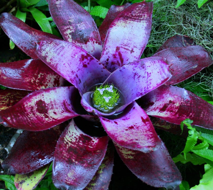 Bromeliad Exotics: Water wise, Exotic Bromeliads.