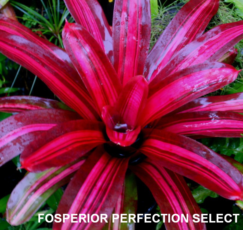 Bromeliad Exotics: ***Photo Page 2 - *Bromeliad-Exotics*