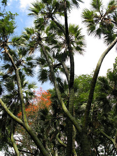 50 Trees for Hawaii's 50 Years: DOUM PALM at Foster Botanical Garden