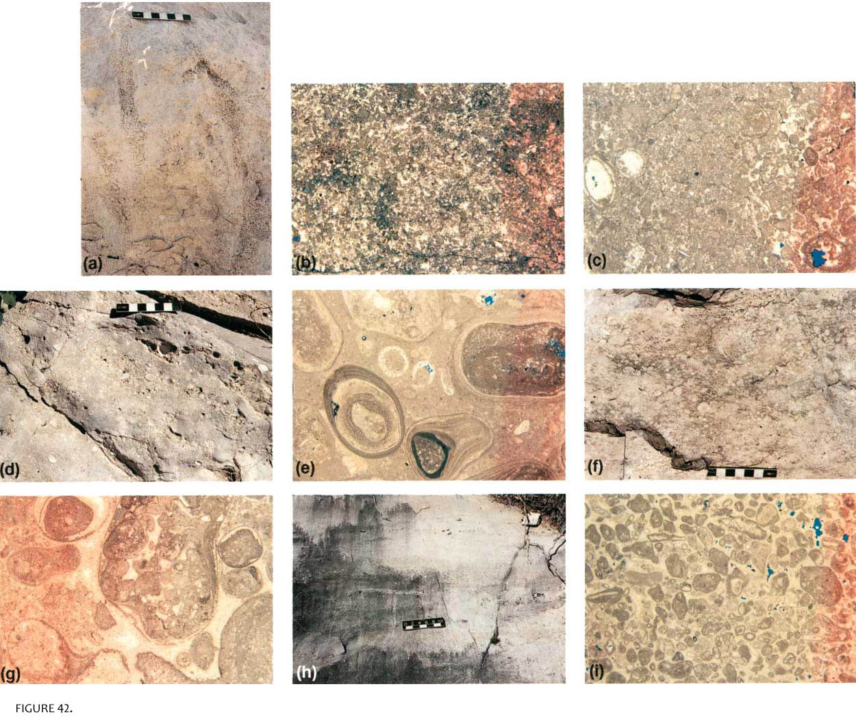 A Walk in the Park-Guadalupe Mountains: Fossils