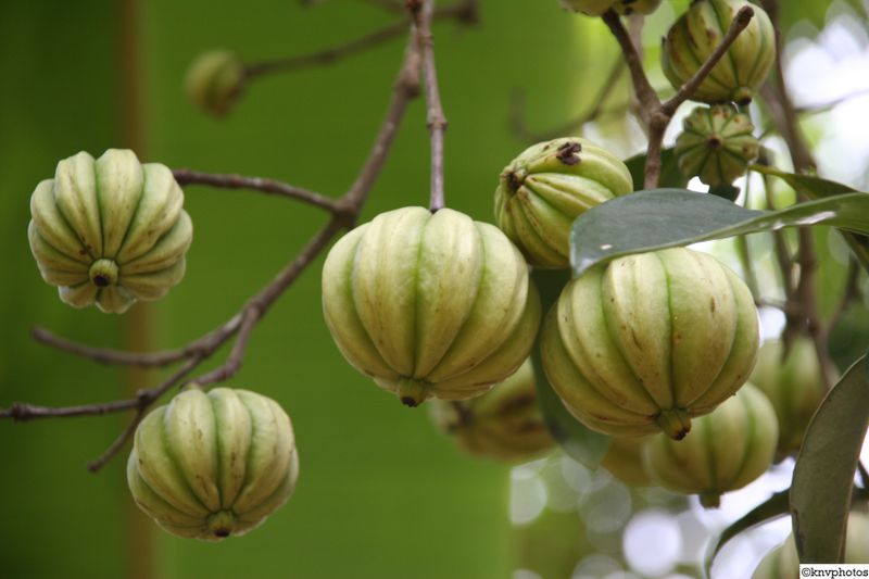 The Food Connoisseur: Kerala Fish Curry with Kodumpuli
