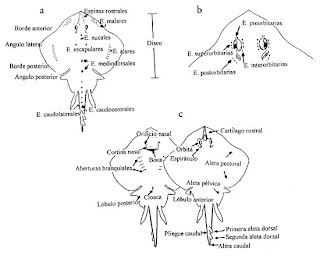El arte de la cocina: Pez Raya