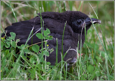 The Beth Lenz: Baby grackles