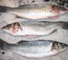 PESCA CINTINA: Robalo a la sal