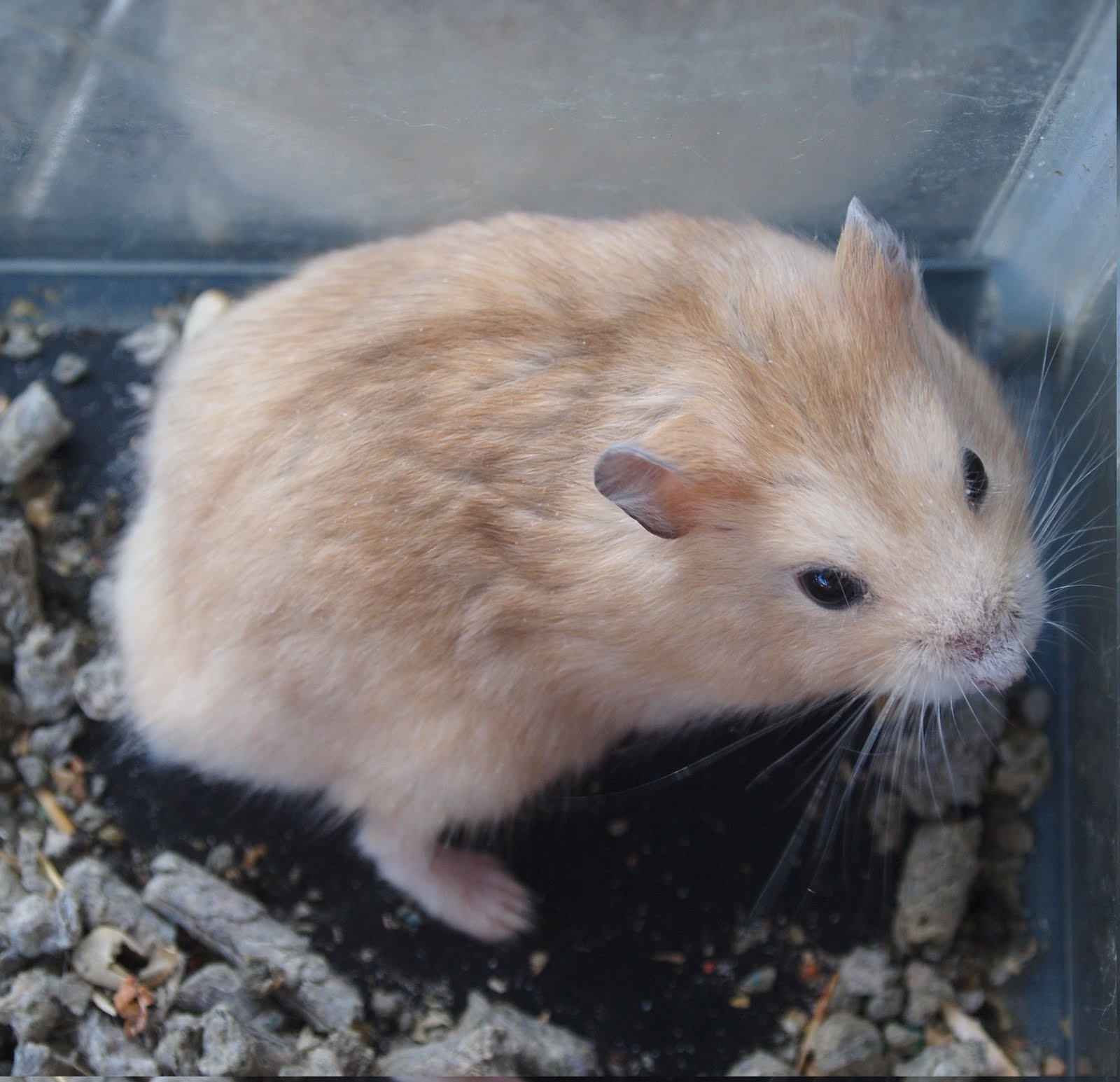 Sean's Mandarin/Pudding Blog: My Pudding Hamsters
